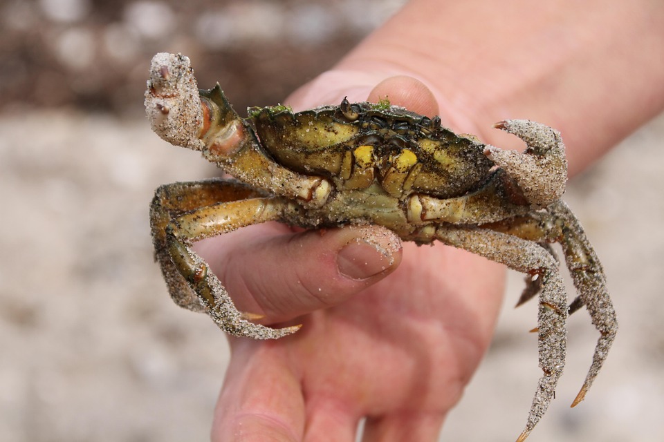 Baltic Sea Crab Hand - Free photo on Pixabay - Pixabay