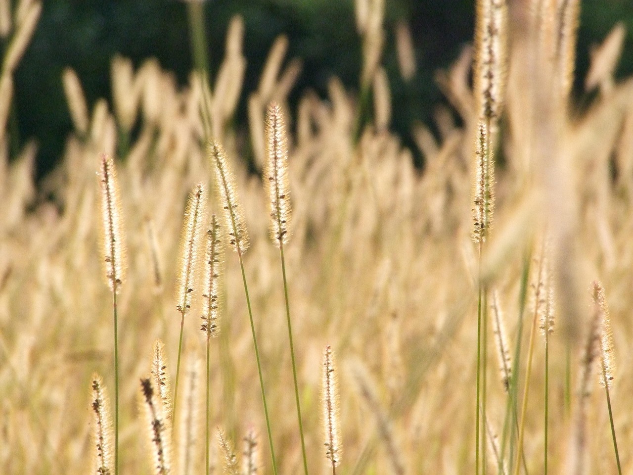 Spike Fall Grain - Free photo on Pixabay - Pixabay