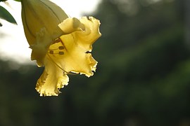 Gold Cup Flower Trumpet As Award - Free photo on Pixabay