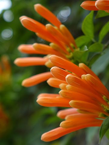 100+ Free 爆竹 & Firecrackers Images