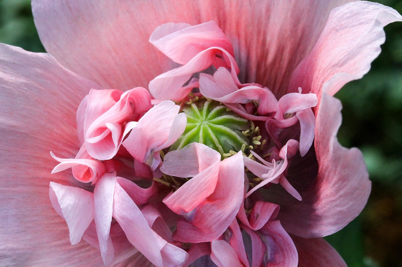 10,000+ Free Poppies & Poppy Photos - Pixabay