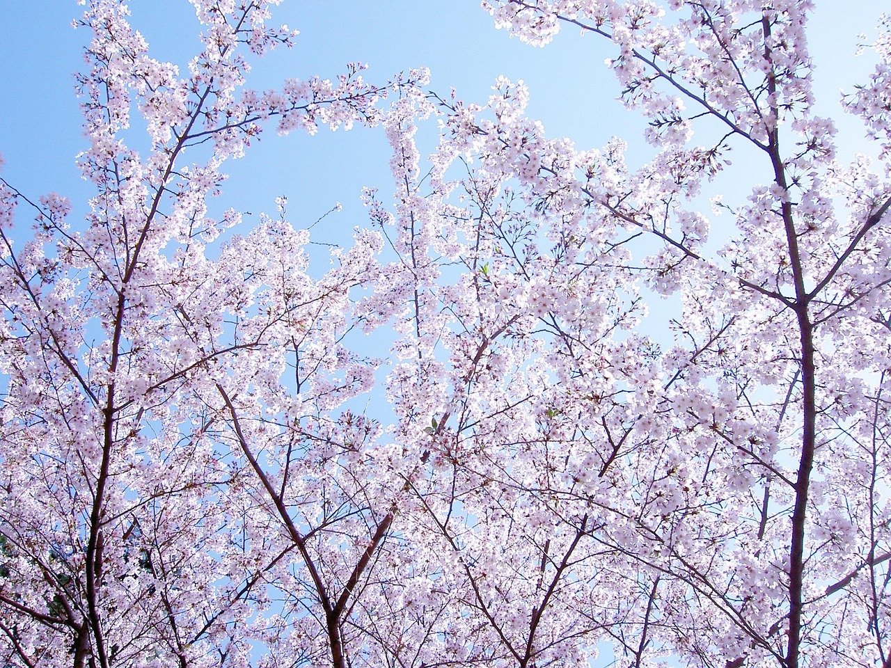 Flores Cerezo Flor De Primavera - Foto gratis en Pixabay - Pixabay