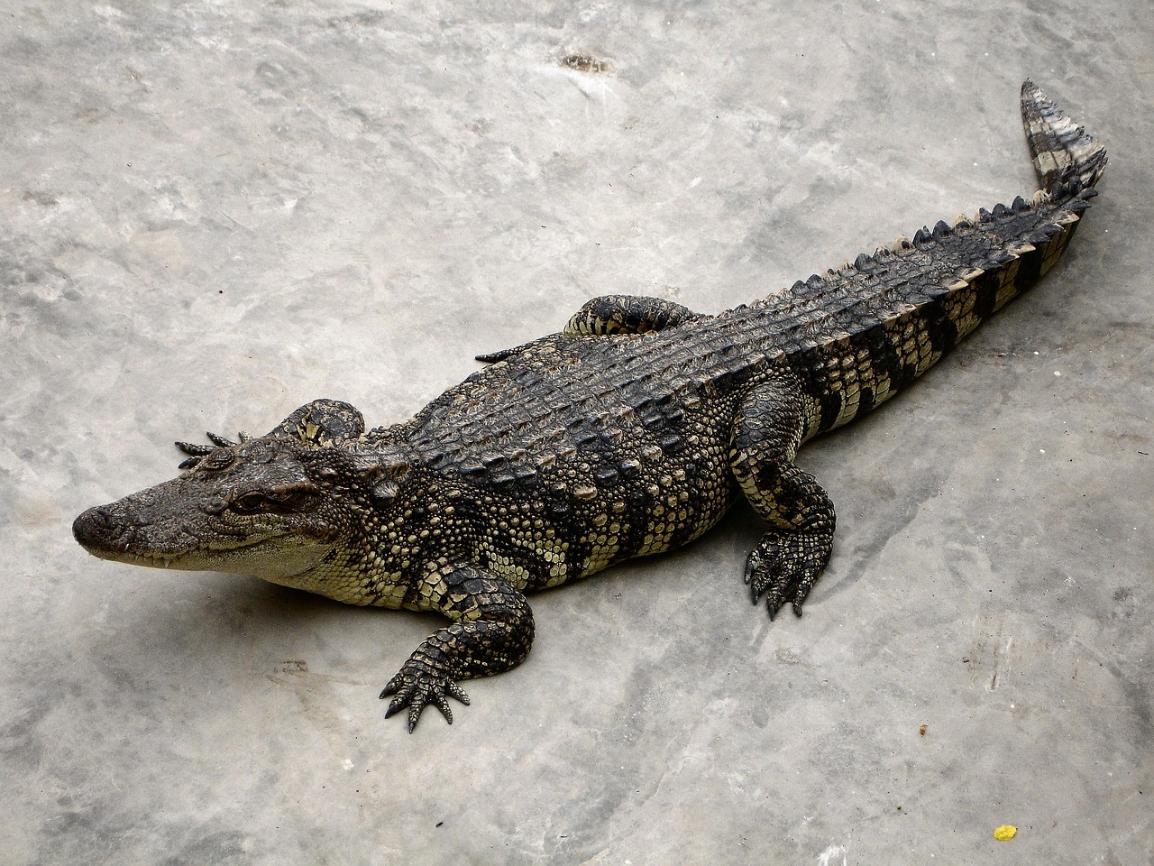 Alligator Reptile Dangerous - Free photo on Pixabay - Pixabay