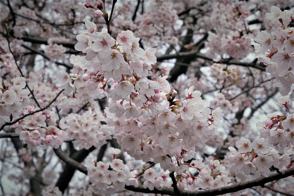 Cherry Blossoms Light Pink Pale - Free photo on Pixabay - Pixabay