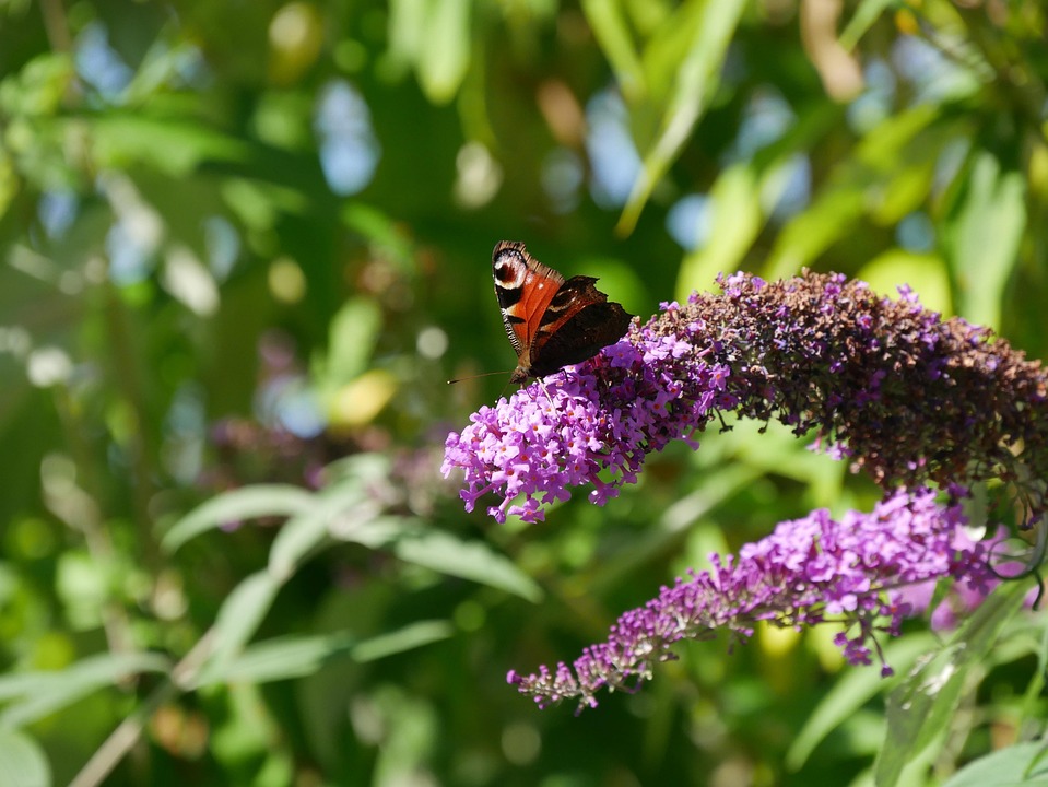 Butterfly Lilac Insect - Free photo on Pixabay - Pixabay