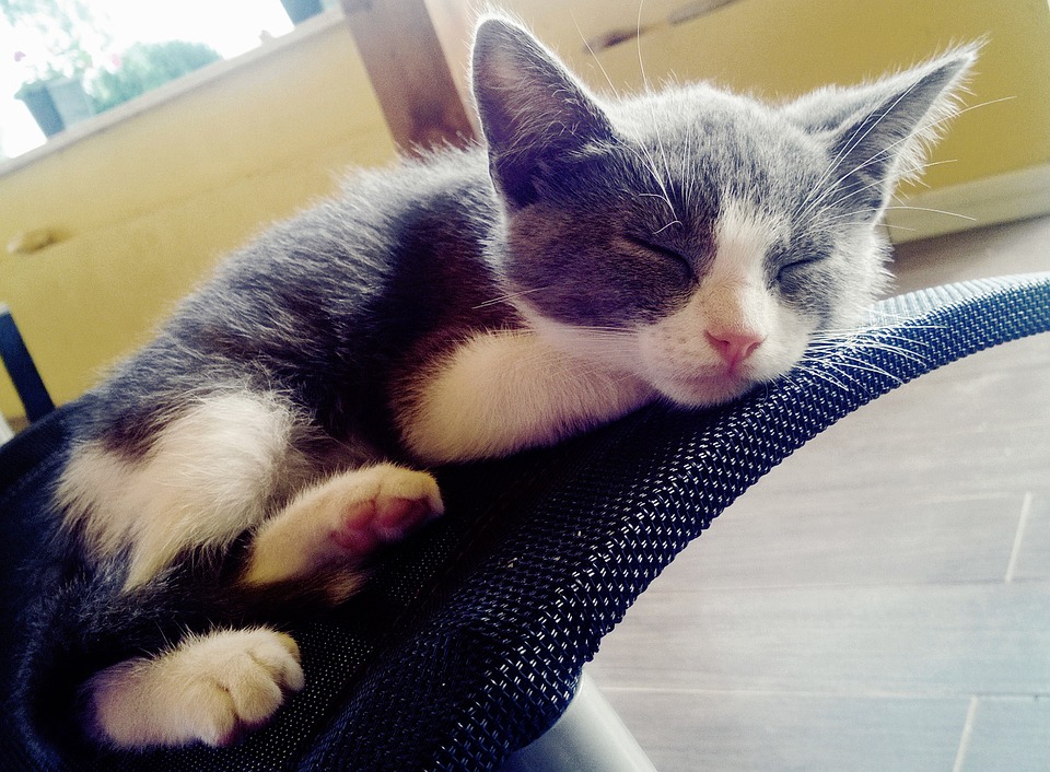 Cat Kitten Pussy Free Photo On Pixabay Pixabay