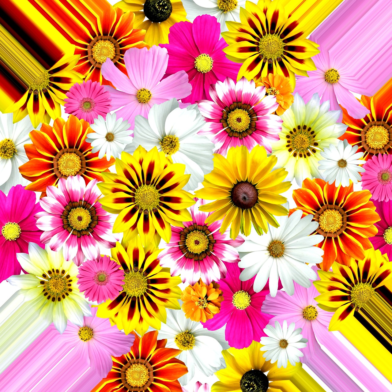 Download Flower, Blossom, Bloom. Royalty-Free Stock Illustration Image ...