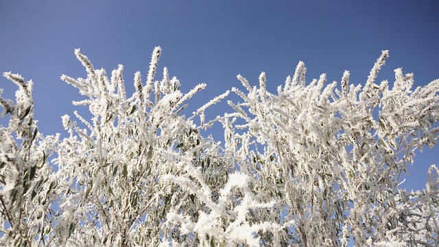 Bush Tree Winter - Free photo on Pixabay - Pixabay