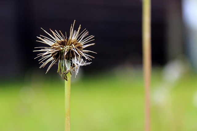 Dente-De-Leão Prado Sementes Flor - Foto gratuita no Pixabay - Pixabay