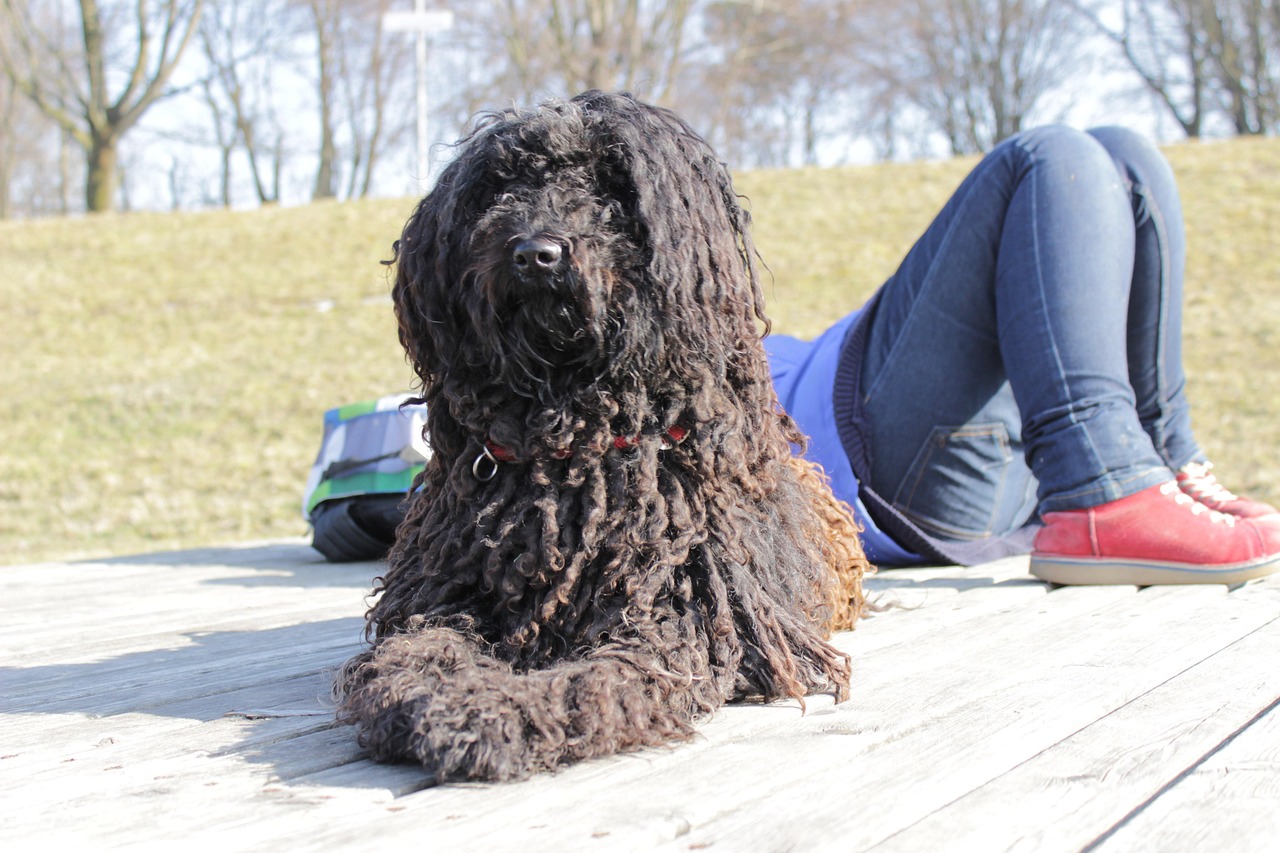 Dog Vigilant Attentive Domestic - Free photo on Pixabay - Pixabay