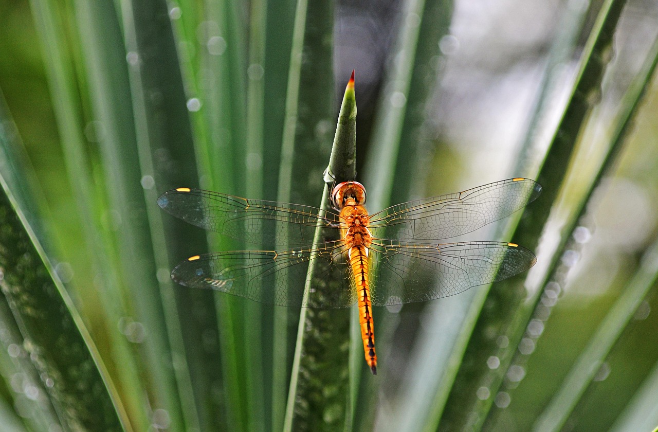 Libellule Insecte Fermer - Photo gratuite sur Pixabay - Pixabay