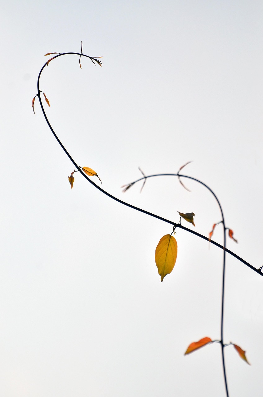 Tree The Wire Grass Free Photo On Pixabay Pixabay