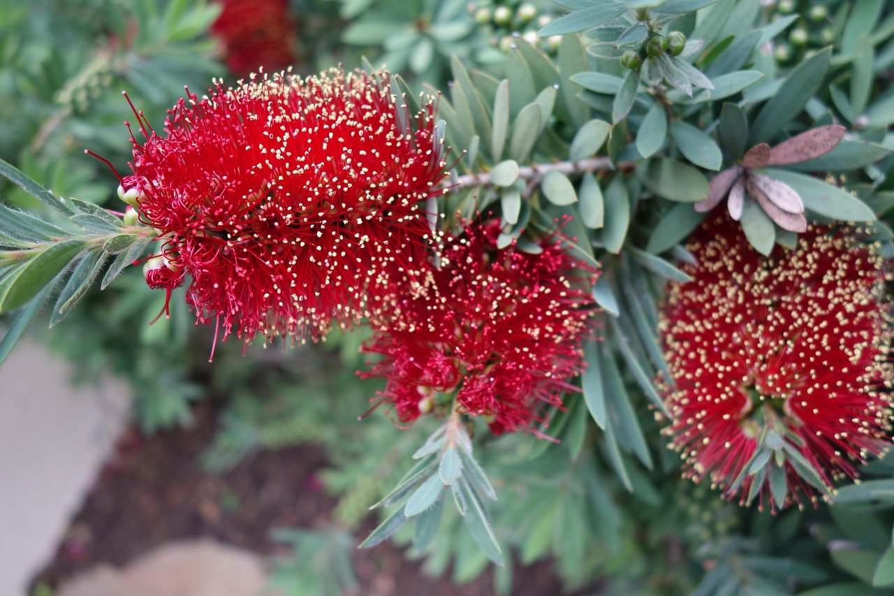 1+ Free Dwarf Bottlebrush & Bush Images - Pixabay