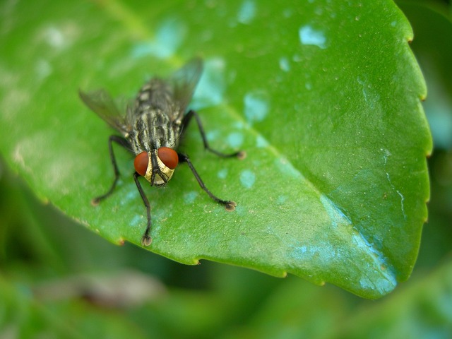 Insect Vlieg Macro - Gratis foto op Pixabay - Pixabay