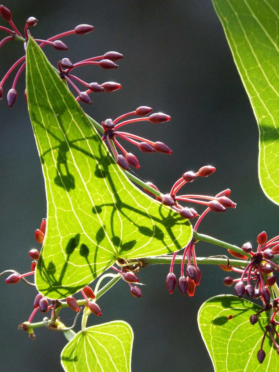 Sarsaparilla Bobule List - Fotografie zdarma na Pixabay - Pixabay
