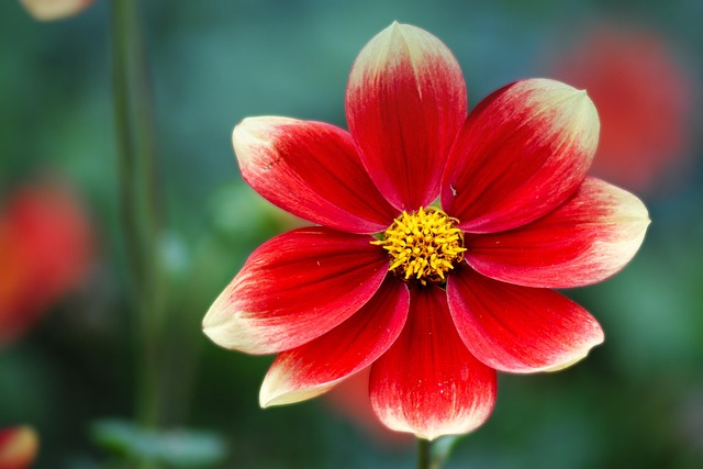 Dahlia Red Yellow Fall Autumn - Free photo on Pixabay - Pixabay