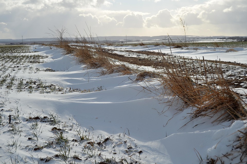 Winter Snow Grass - Free photo on Pixabay - Pixabay
