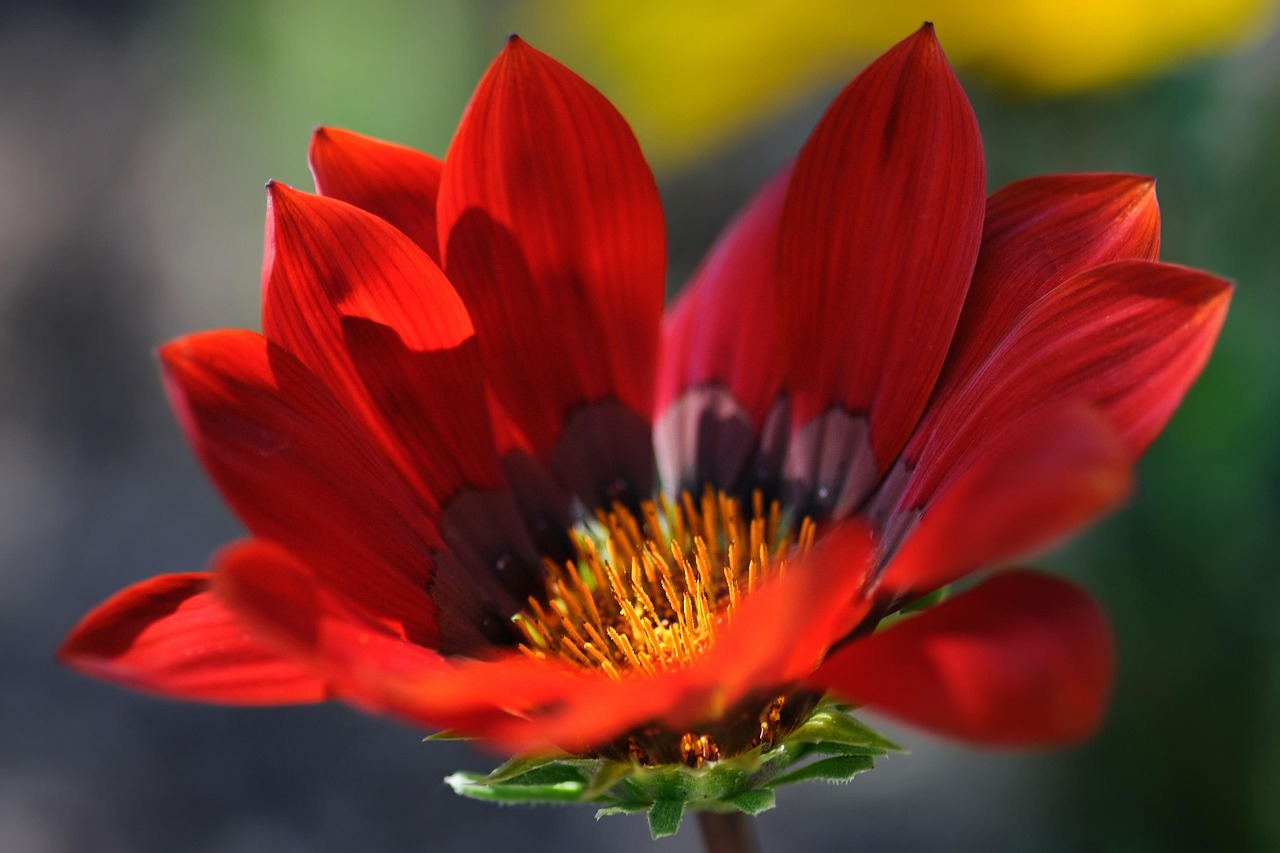 Flower Red - Free photo on Pixabay - Pixabay