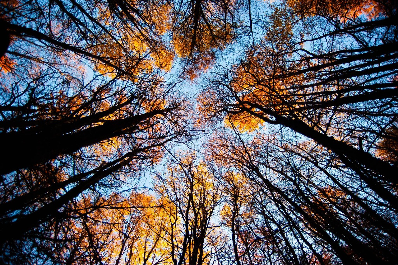7+ Free Autunm & Nature Images - Pixabay