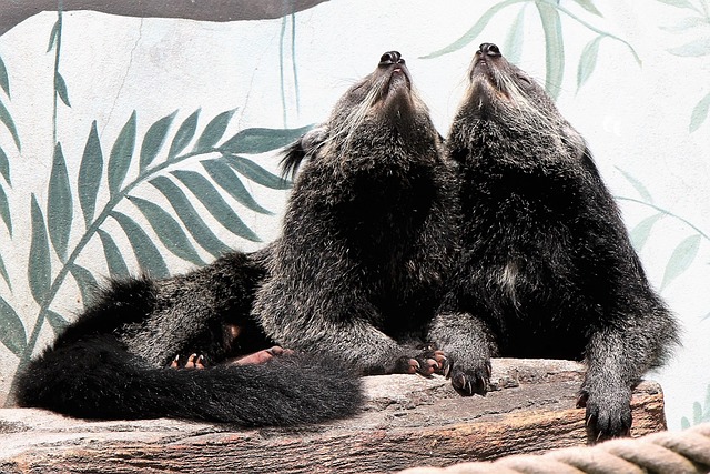 Binturong Bearcat Mammal - Free photo on Pixabay - Pixabay