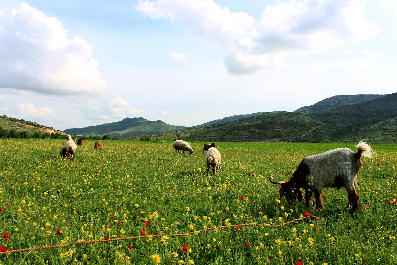 Padang Rumput Kambing Alam - Foto gratis di Pixabay - Pixabay
