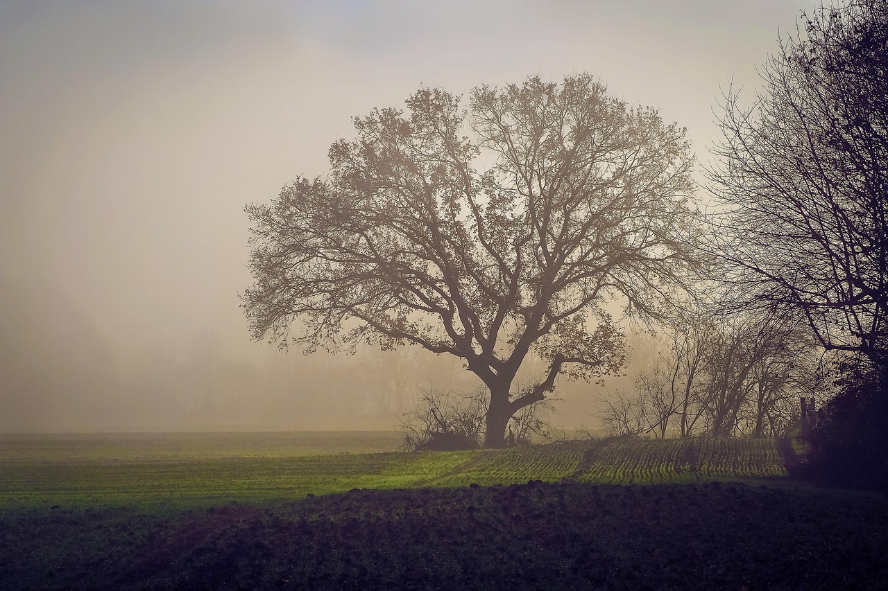 Landschaft Nebel Natur - Kostenloses Foto auf Pixabay - Pixabay