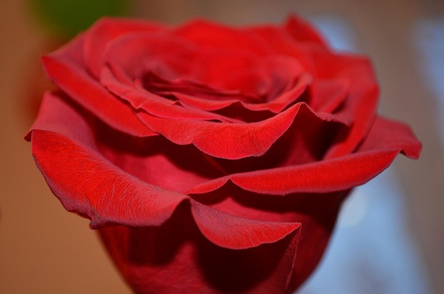 Rose Flower Macro Red - Free photo on Pixabay - Pixabay