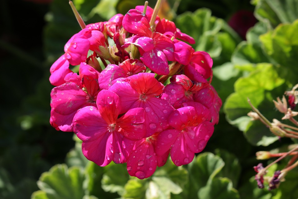 Géranium Fleurs Jardin - Photo gratuite sur Pixabay - Pixabay
