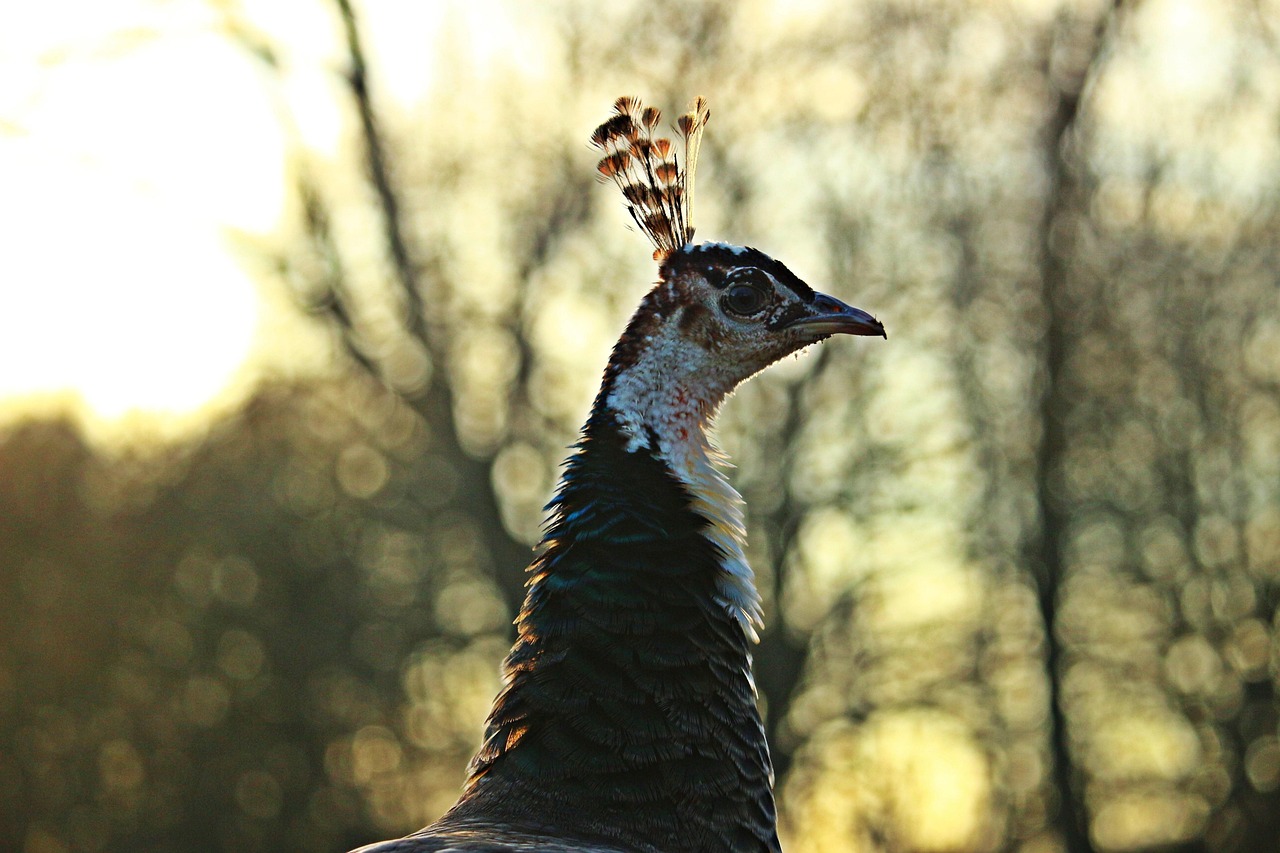 Pauw Vogel Vrouwelijke - Gratis foto op Pixabay - Pixabay