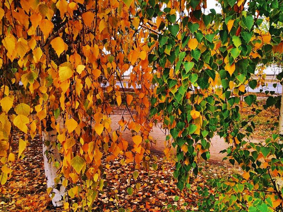 Farger Høsten Bjørk Høst Høstens - Gratis foto på Pixabay - Pixabay