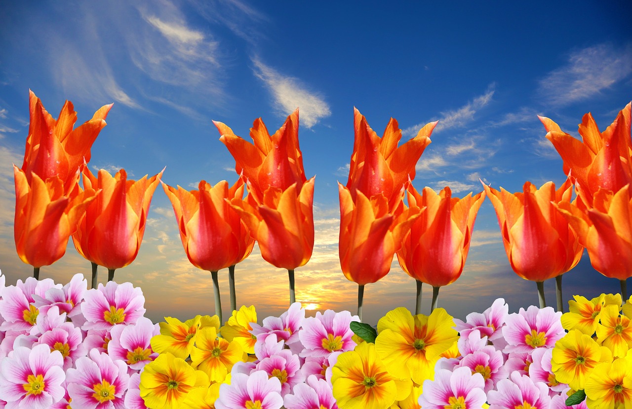 Wiosna Tulipany Pierwiosnki - Darmowy obraz na Pixabay - Pixabay