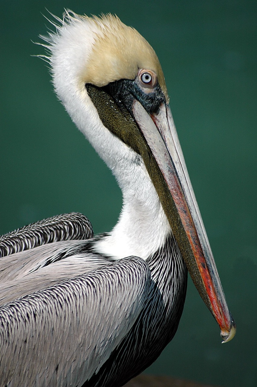 Pelican Bird Avian - Free photo on Pixabay - Pixabay