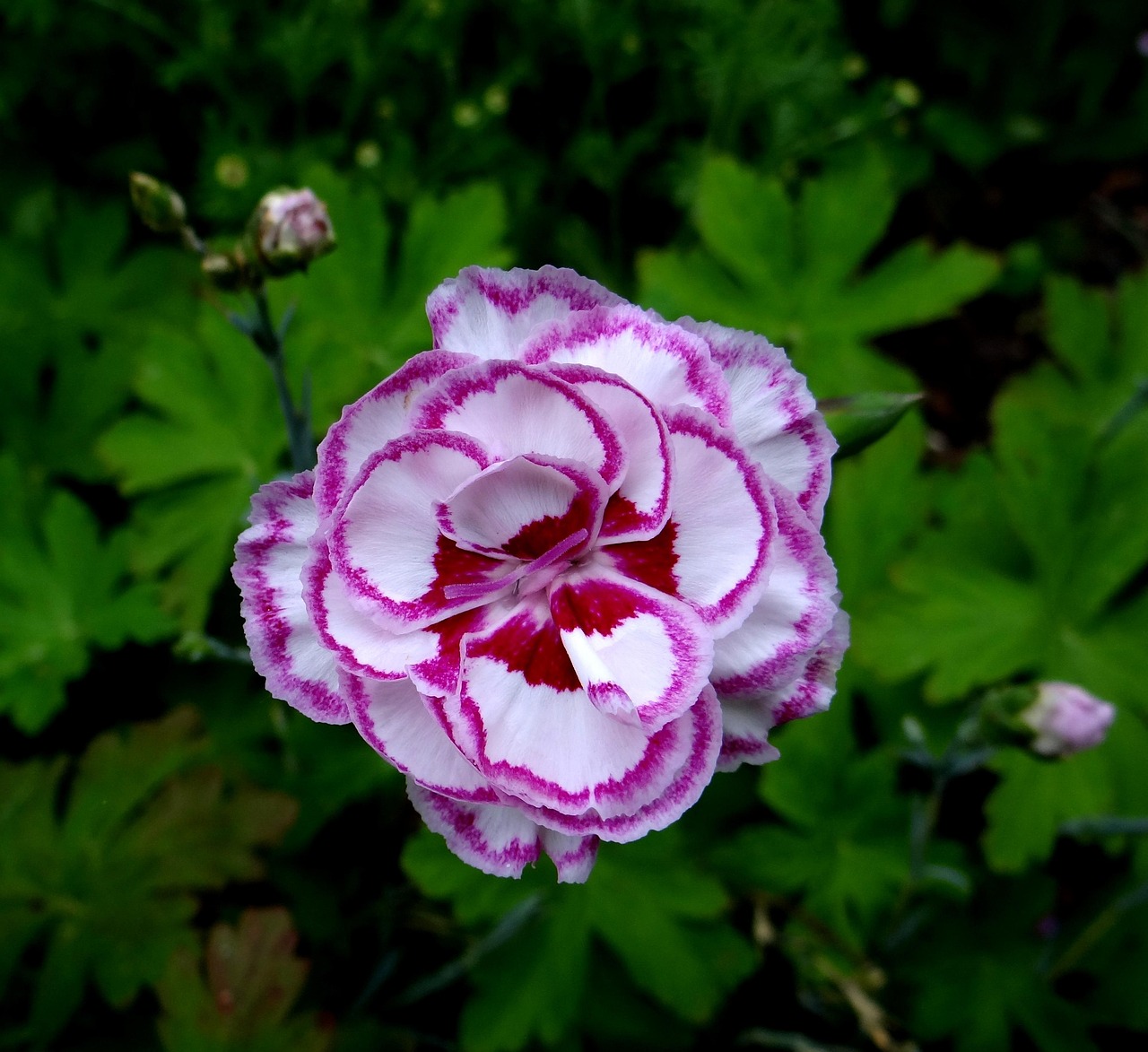 Gran'S Favourite Carnation - Free photo on Pixabay - Pixabay