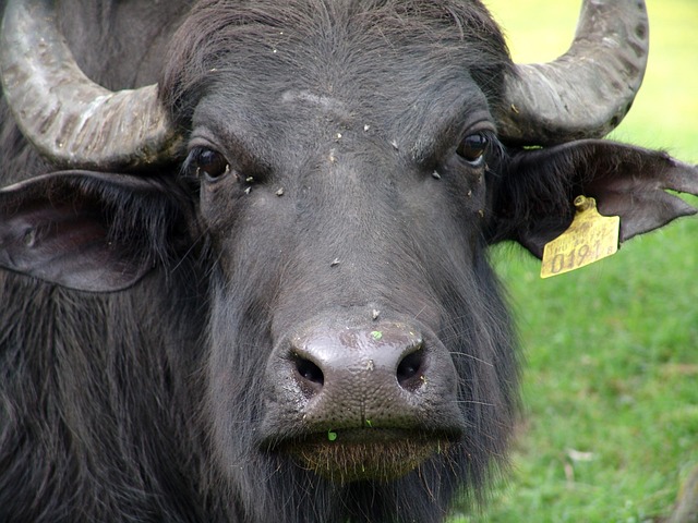 Buffalo Water Wild Animals - Free photo on Pixabay - Pixabay