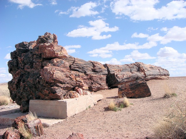 Petrified Forest National Park Fossils