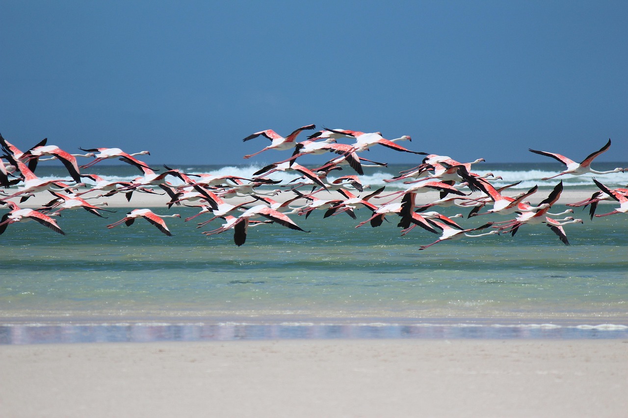 2,000+ Flamingo Pictures & Bird Images in HD - Pixabay