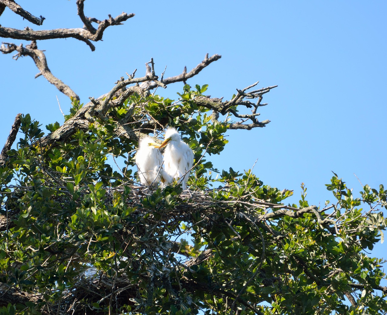 Garzas Bebé Fauna Silvestre Pájaro - Foto gratis en Pixabay - Pixabay