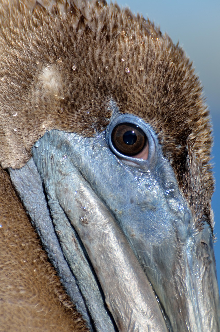 Burung-Burung Mata Melihat Burung - Foto gratis di Pixabay - Pixabay