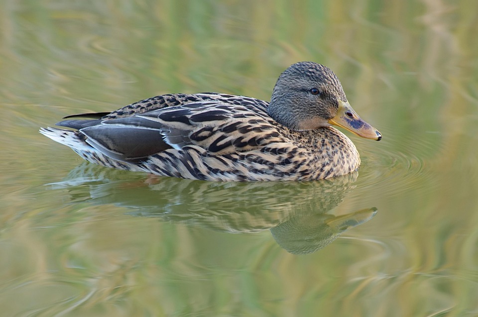 Animal Pássaro Pato - Foto gratuita no Pixabay - Pixabay