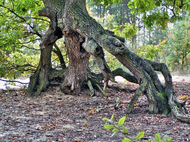 Árvore Natureza As Raízes Da - Foto gratuita no Pixabay - Pixabay