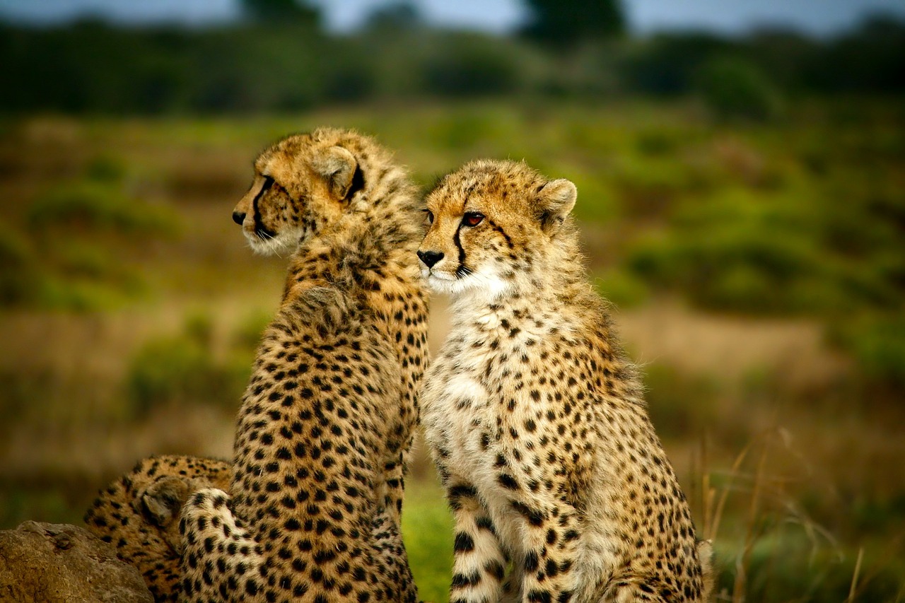 1 000 Free Cheetah Pictures Images In HD Pixabay