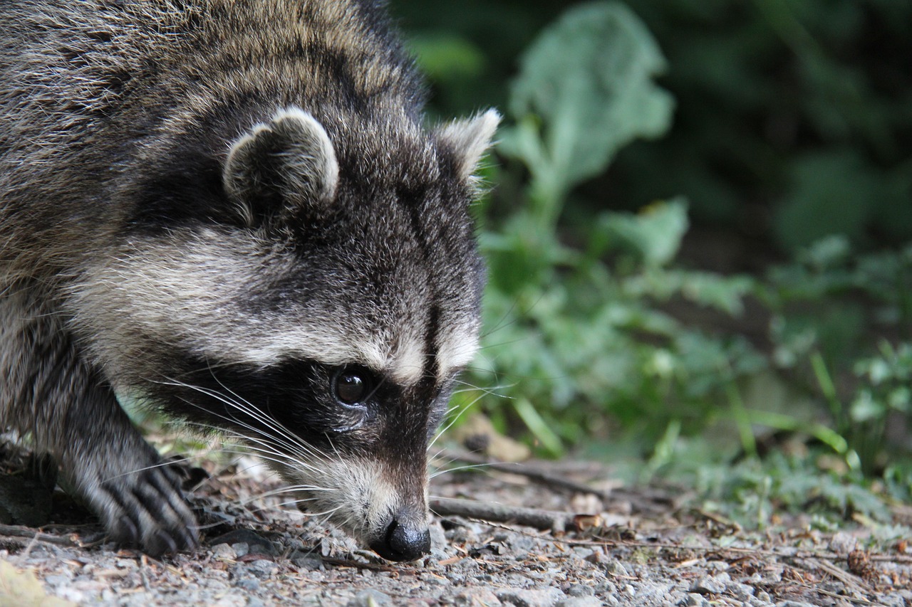 Raccoon Nature Ground - Free photo on Pixabay - Pixabay