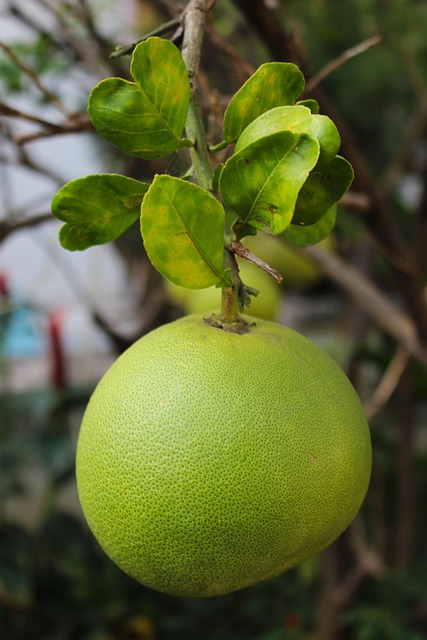 Thai Pomelo Fruit - Free photo on Pixabay - Pixabay