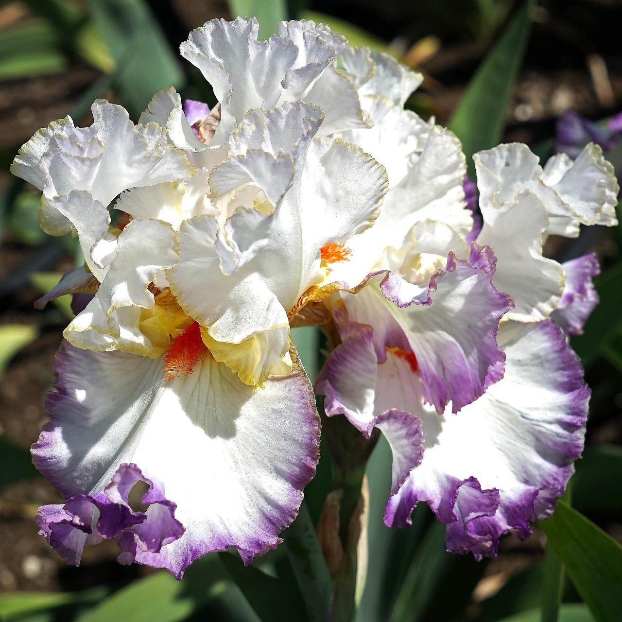 Iris Flor Floral - Foto gratis en Pixabay - Pixabay
