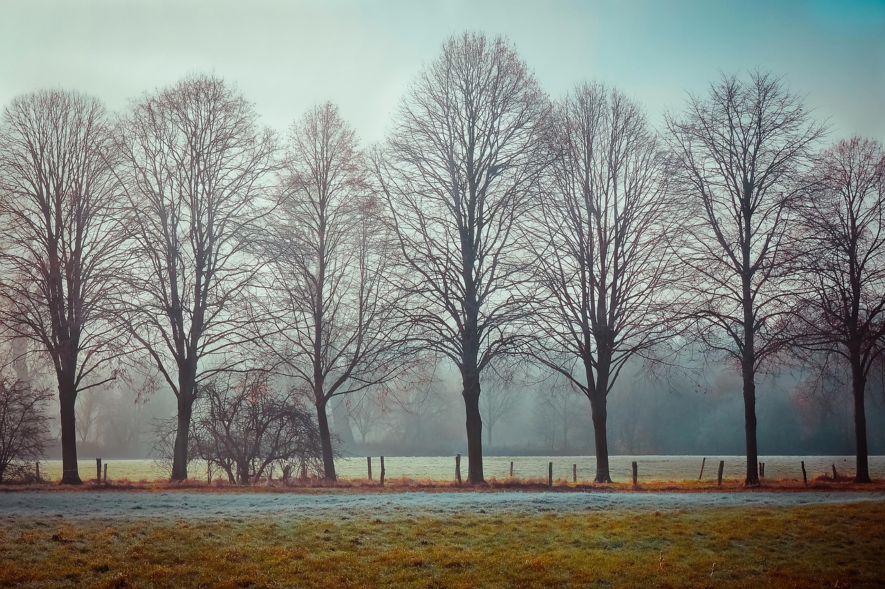 Landscape Fog Nature - Free photo on Pixabay - Pixabay