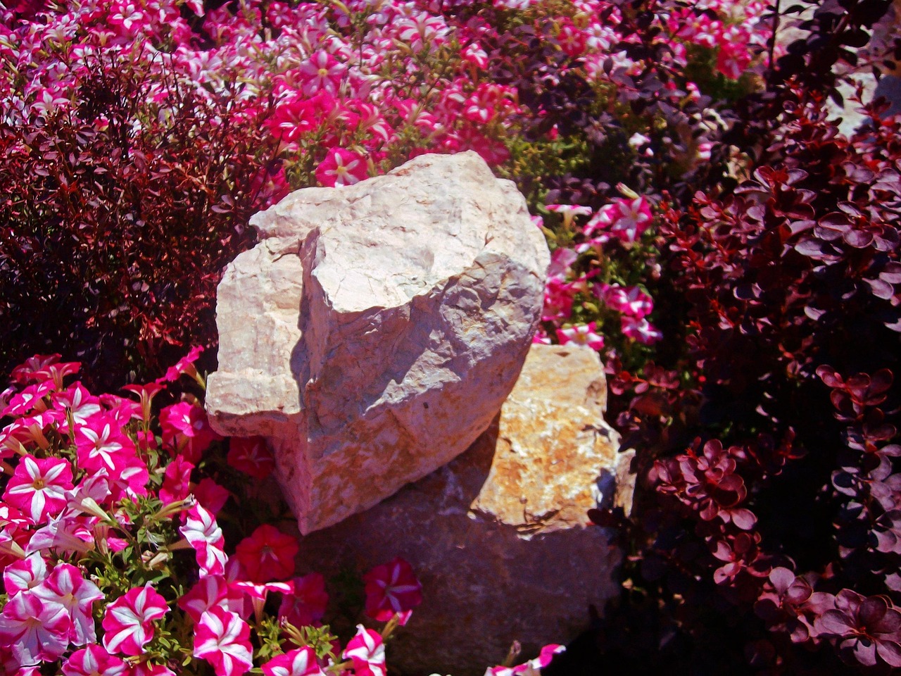 Roca Flora Petunia - Foto gratis en Pixabay - Pixabay