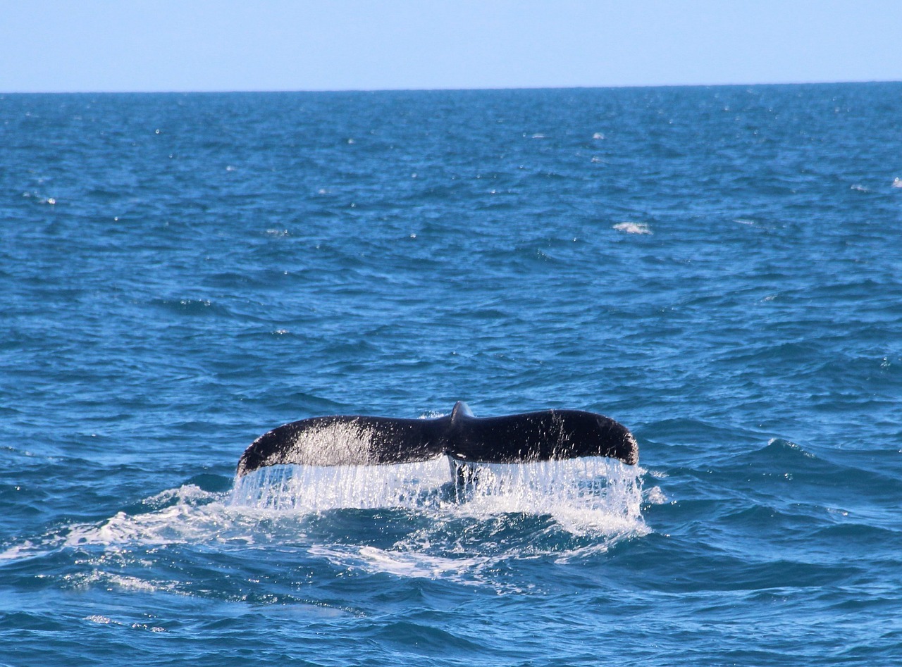 Ballena Mar Animales - Foto gratis en Pixabay - Pixabay