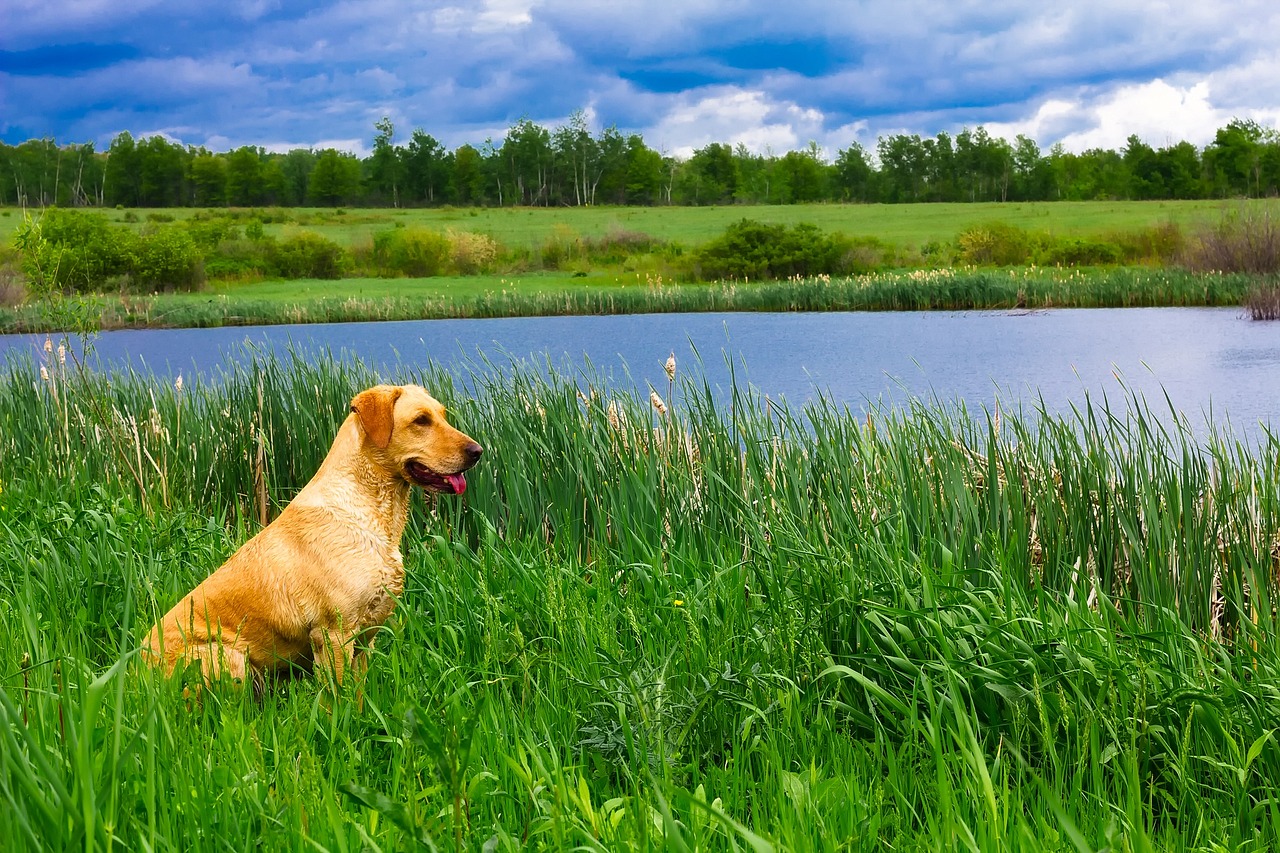 Hond Jager Huisdier - Gratis foto op Pixabay - Pixabay