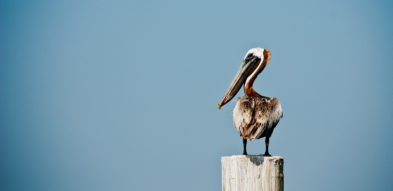 Pelican Bird Clean - Free photo on Pixabay