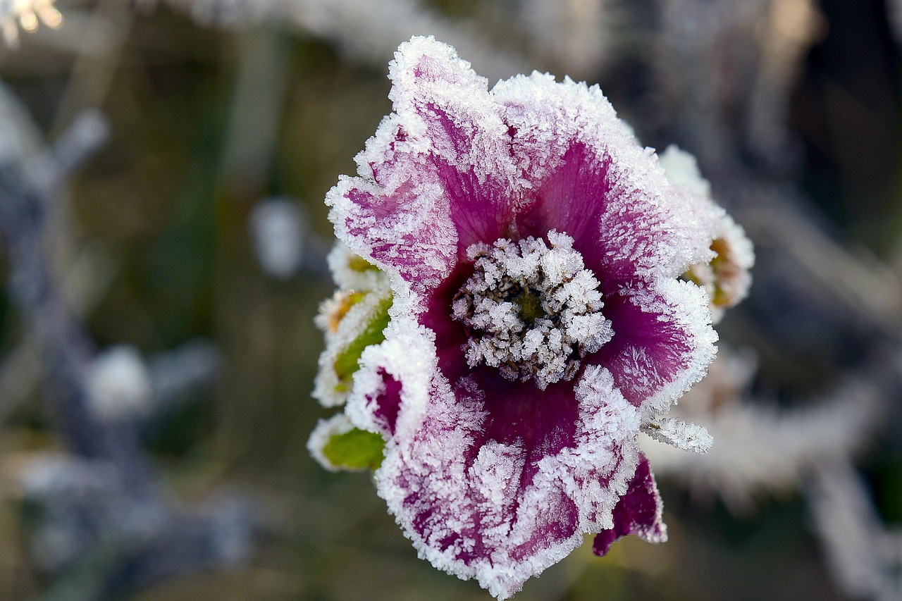 Ice Flower Photography Ice Flowers In Norway. It Is A Natural